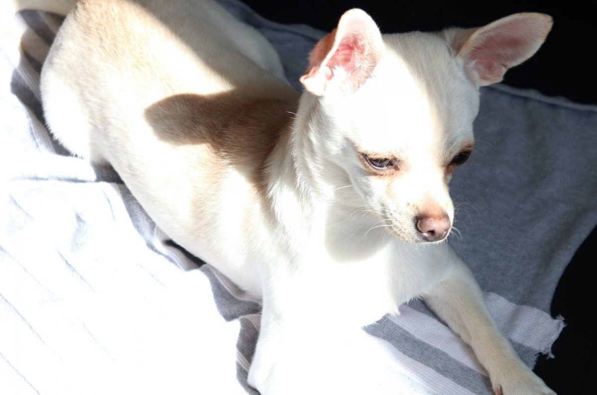 Meet The Whippet Chihuahua Mix - Chi Whip In Detail