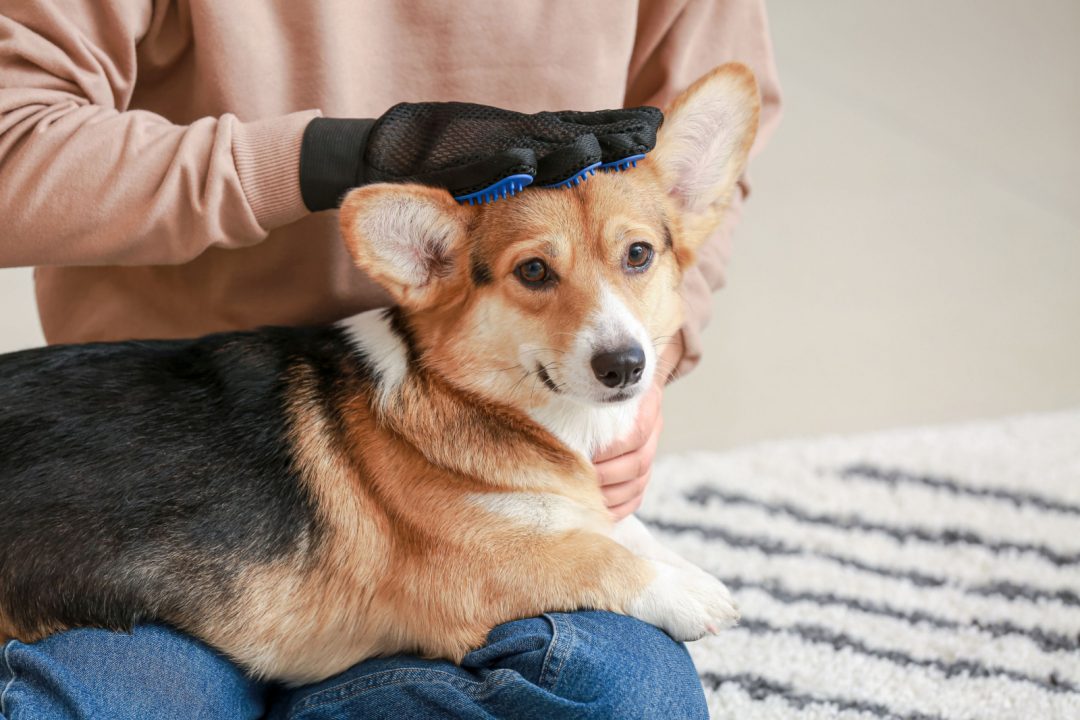 Shaved Corgi: To Buzz Or Not To Buzz, That Is The Question