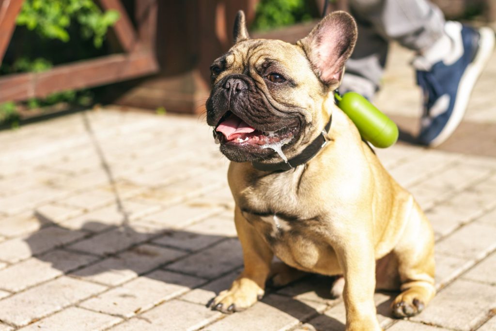 8 Puppy Teething Symptoms Every Dog Owner Should Know