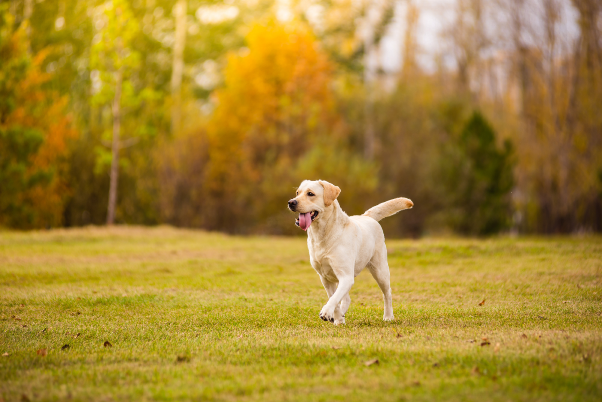 15 Best White Labrador Breeders In The United States