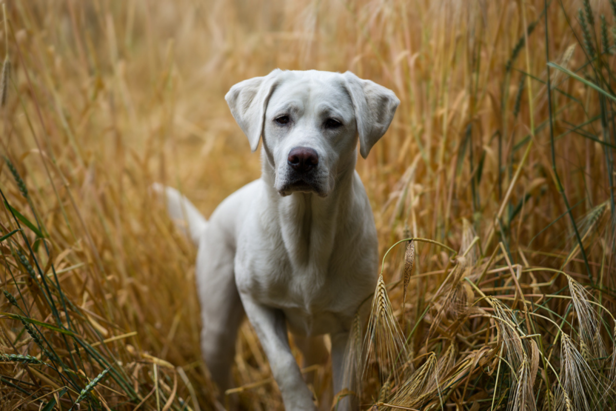 12 Best Labrador Breeders In Michigan