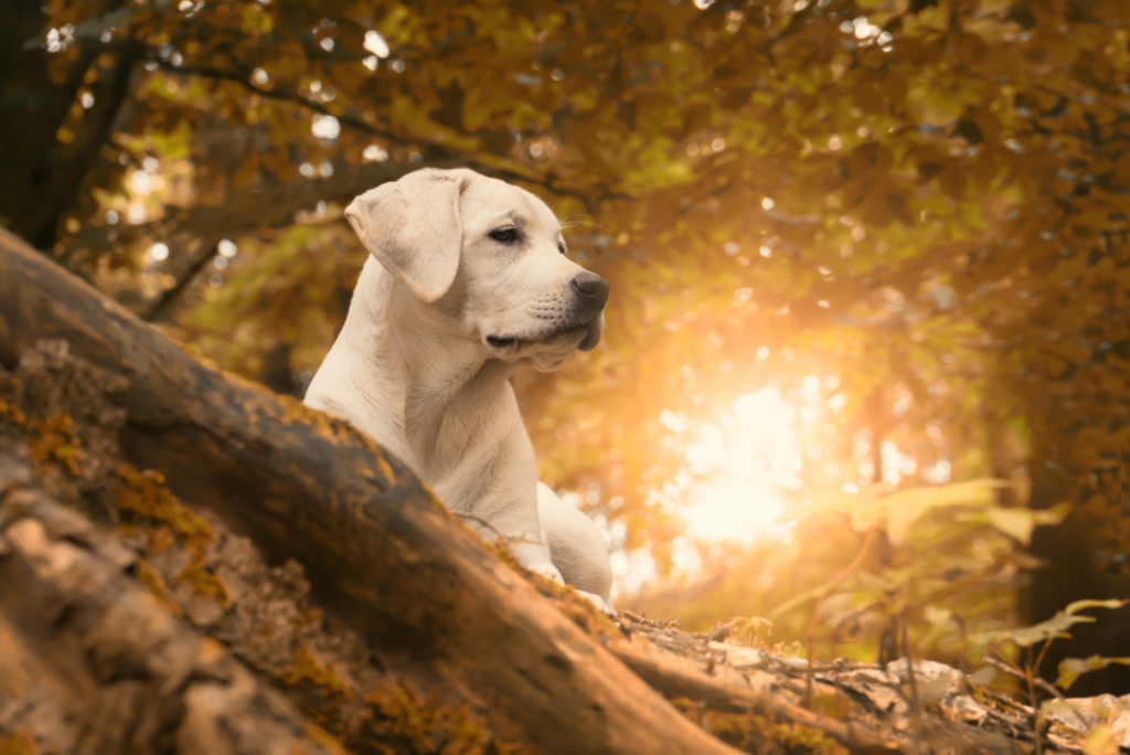 12 Best Labrador Breeders In Michigan