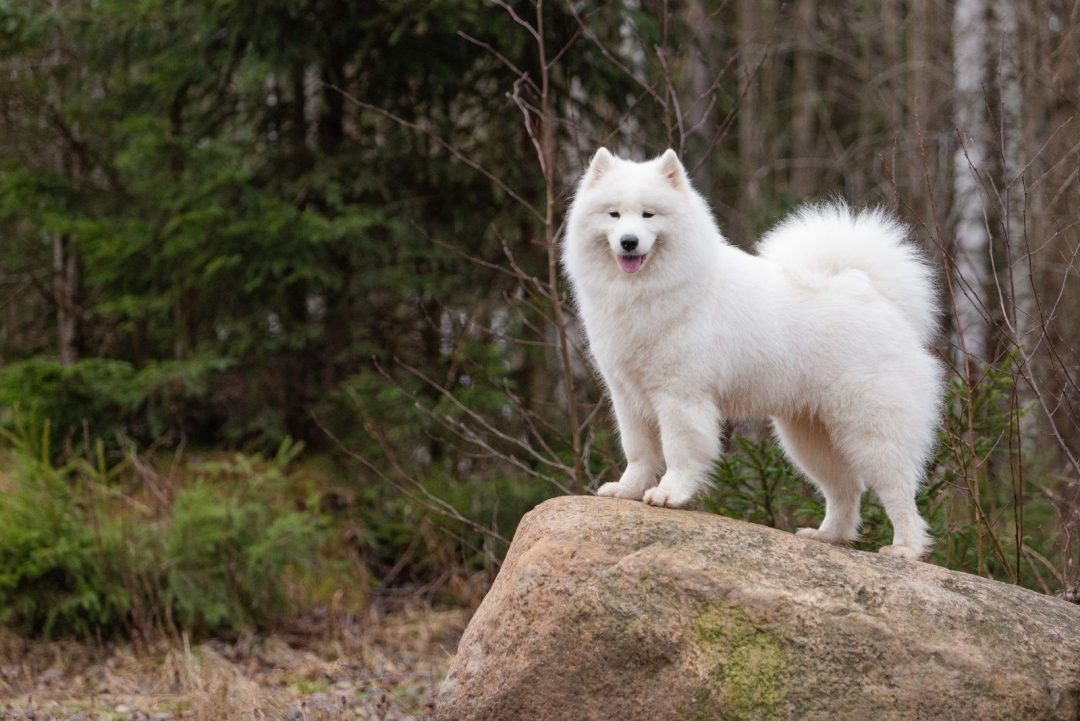 The Samoyed Golden Retriever Mix: Facts You Should Know