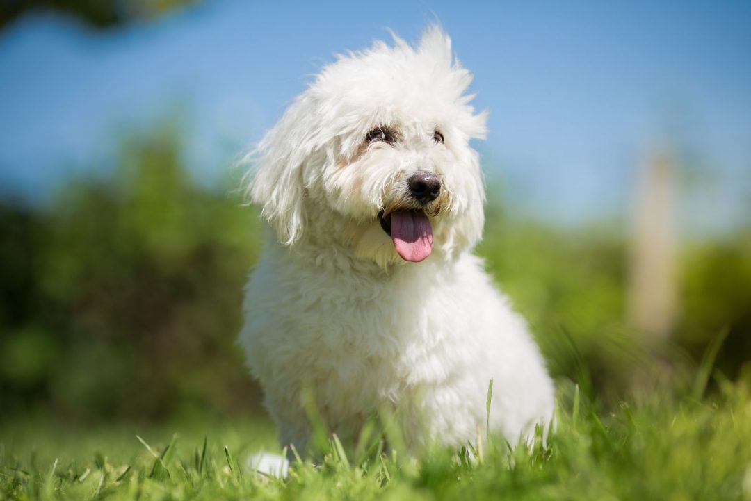 8 Creditable Coton De Tulear Breeders Across The States