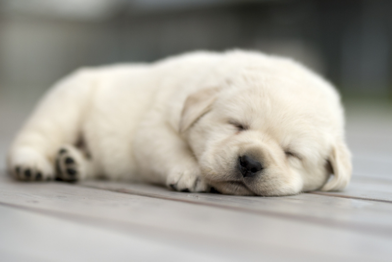 15 Best White Labrador Breeders In The United States