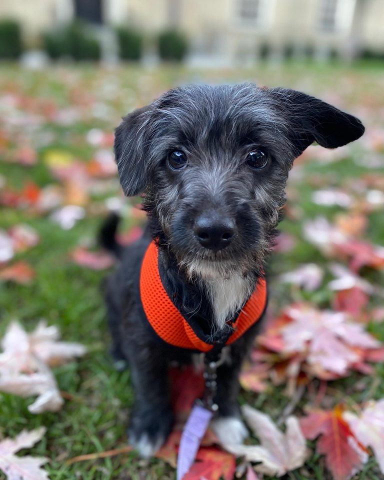 Only These 5 Corgipoo Breeders Make The Cut