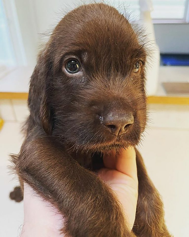 10 Best Pudelpointer Breeders In The United States