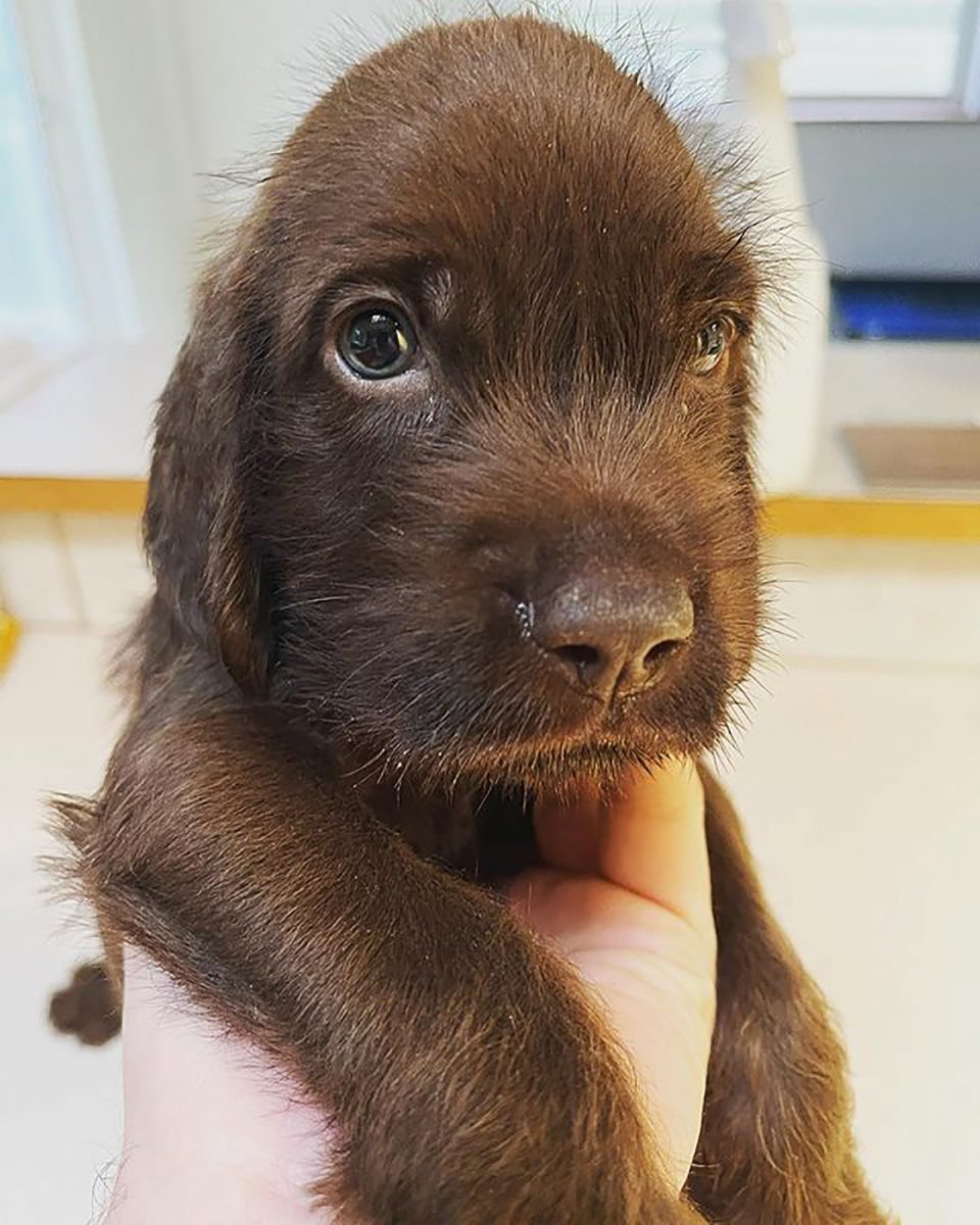 10 Best Pudelpointer Breeders In The United States