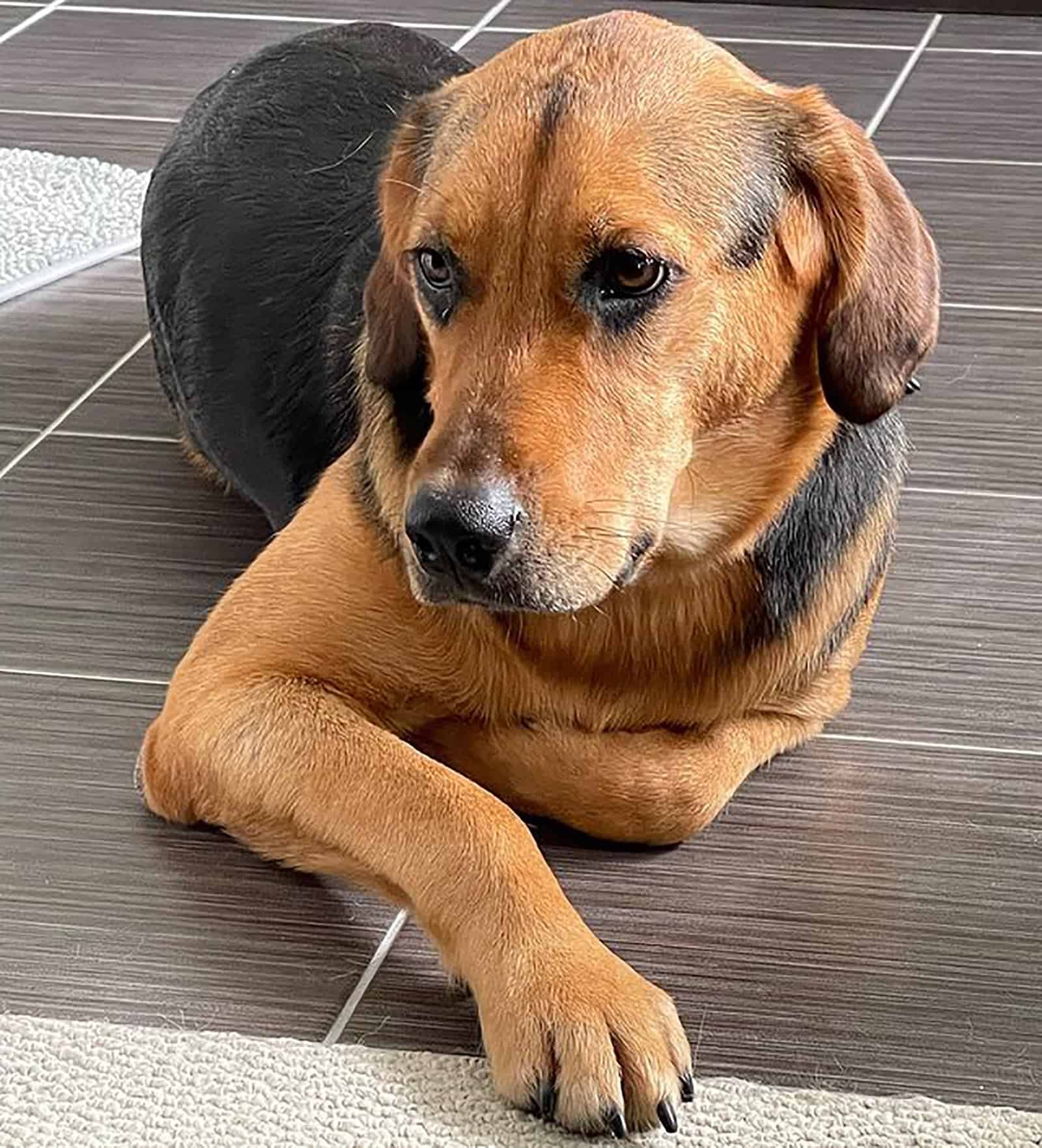 Een Rottweiler Golden Retriever Mix: De perfecte combinatie. - hond ...