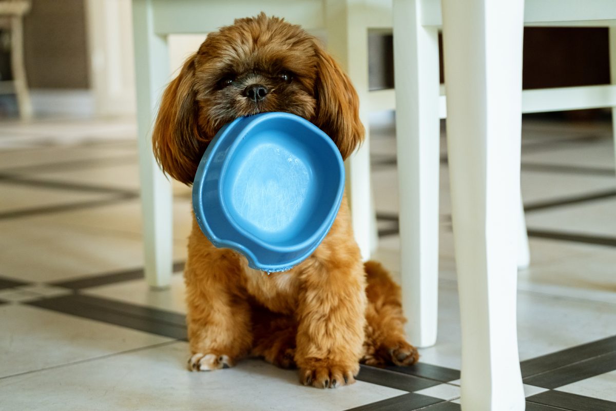 Fat Shih Tzu: How To Help Your Pet To Get Back On Track