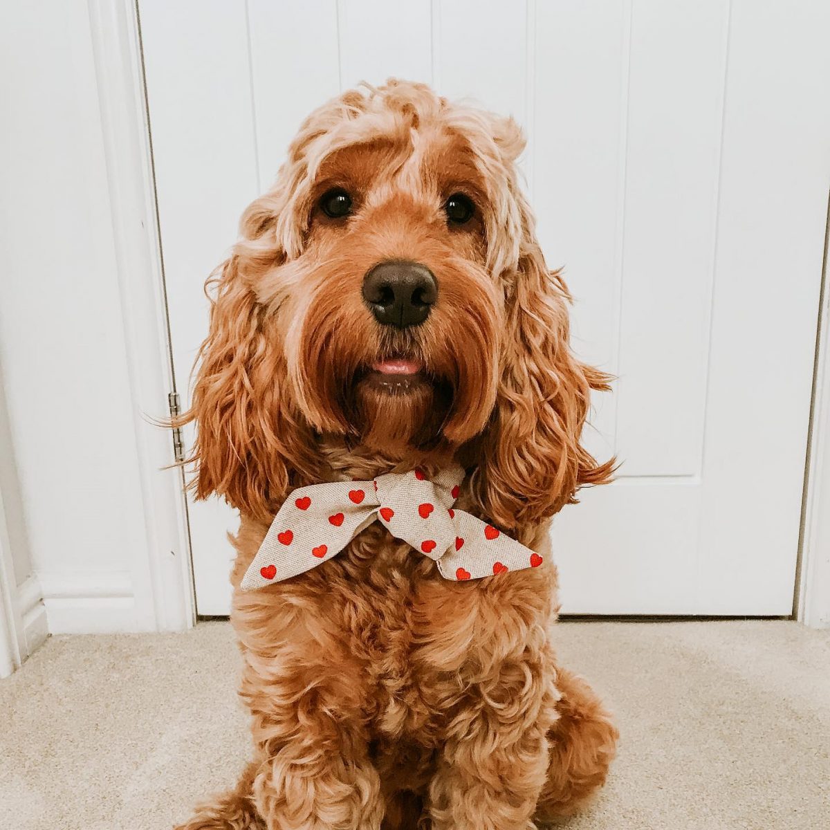 6 Sproodle Breeders With Puppies You’re Gonna Love