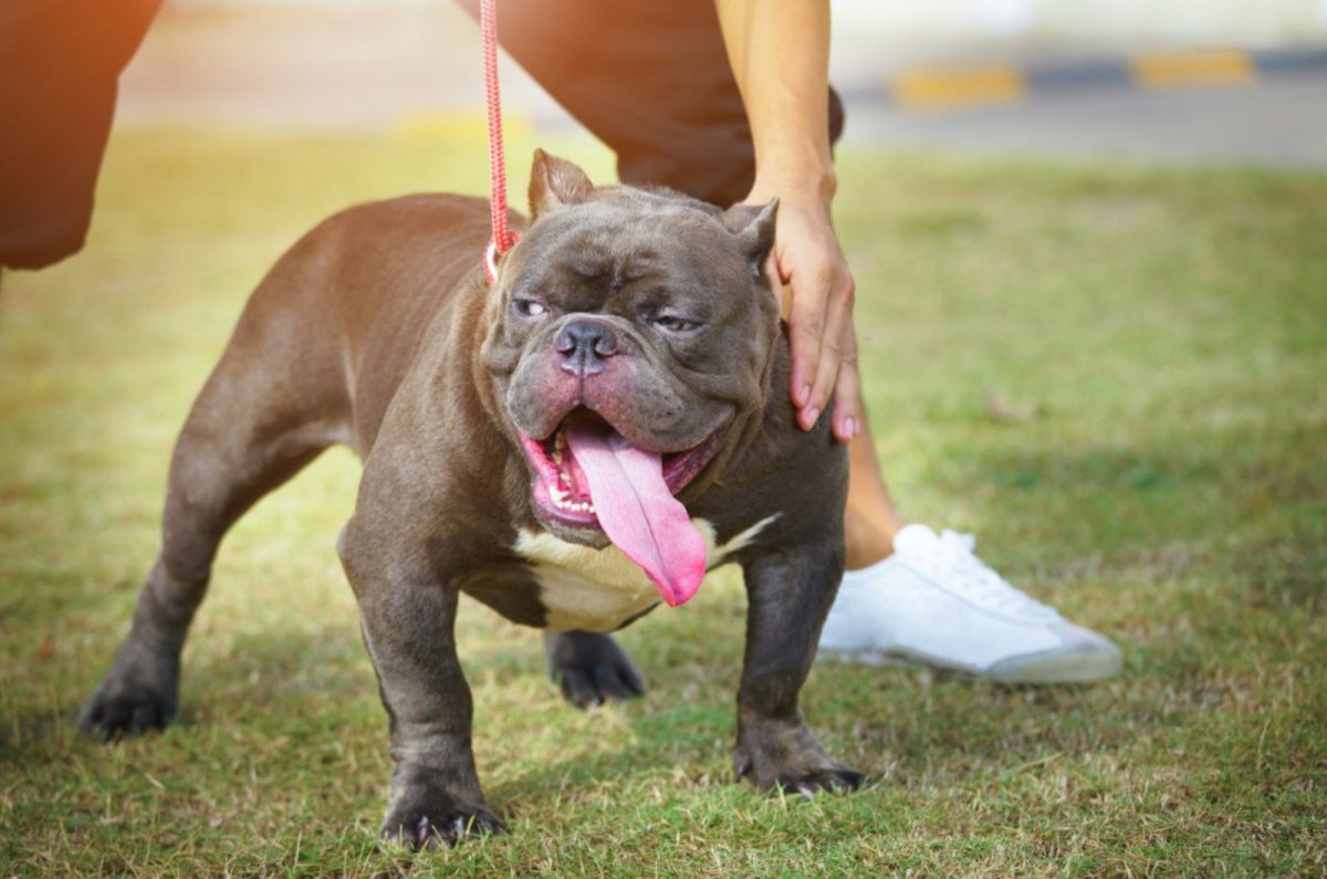 How To Put Your Fat Pitbull Back On Track?