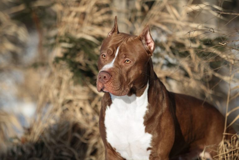A Full Blooded Pitbull Or A Mix: How To Recognize?