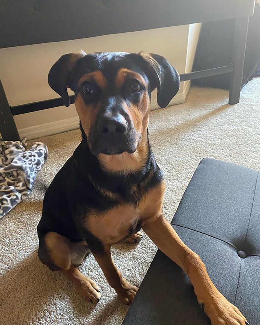 33 Incredible Rottweiler Mixes For Every Rottie Lover