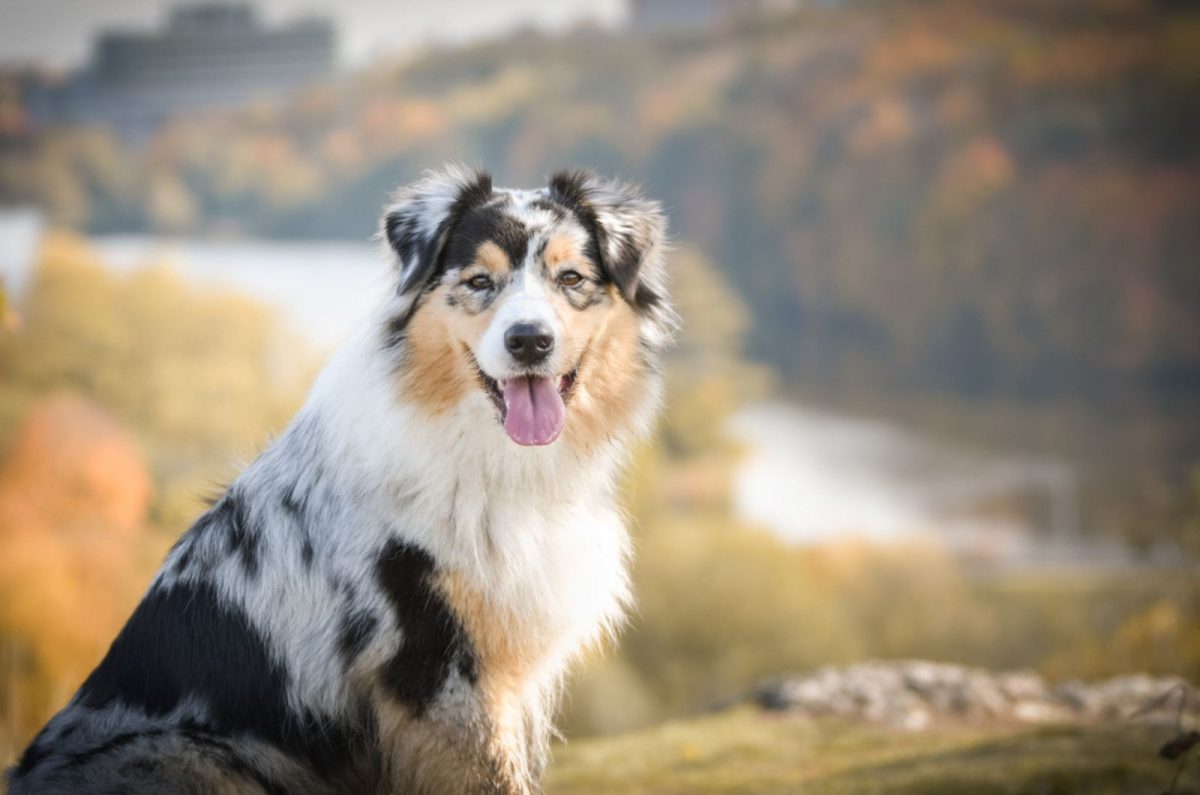 Pitbull Australian Shepherd Mix: Meeting Your New Buddy