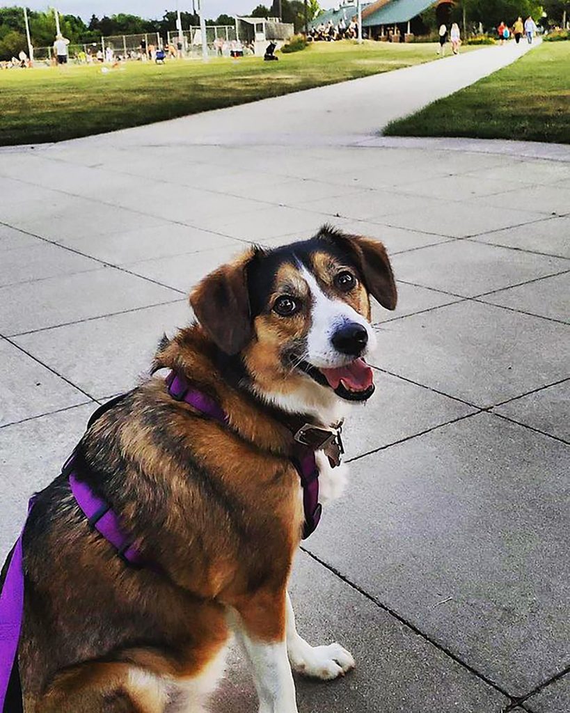 Have A Merry Australian Shepherd Beagle Mix — It’s Bark Time