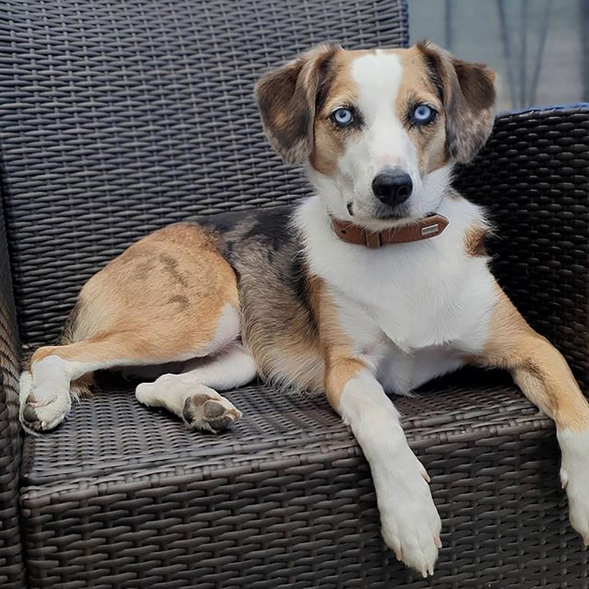 Have A Merry Australian Shepherd Beagle Mix — It’s Bark Time