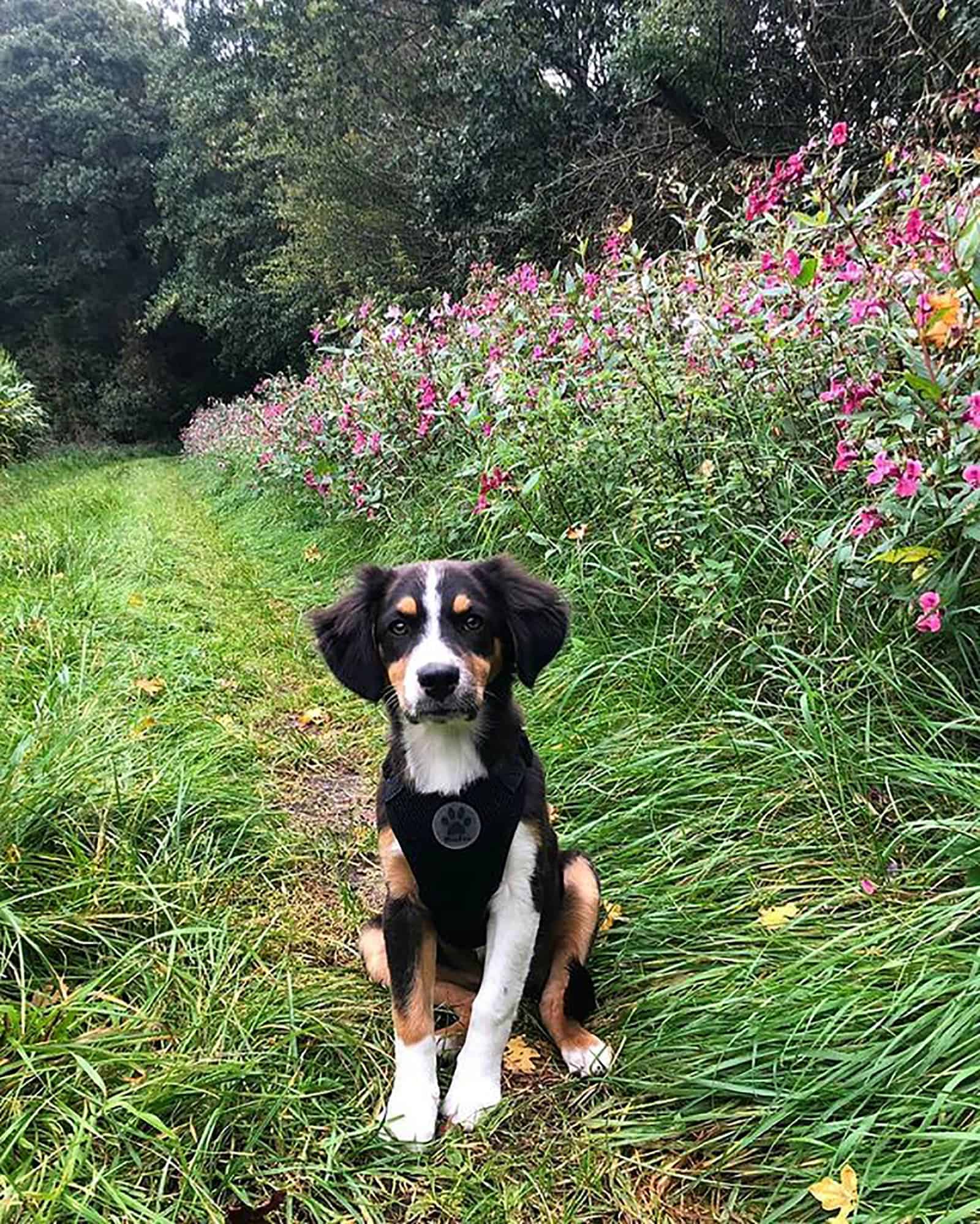 Have A Merry Australian Shepherd Beagle Mix — It’s Bark Time