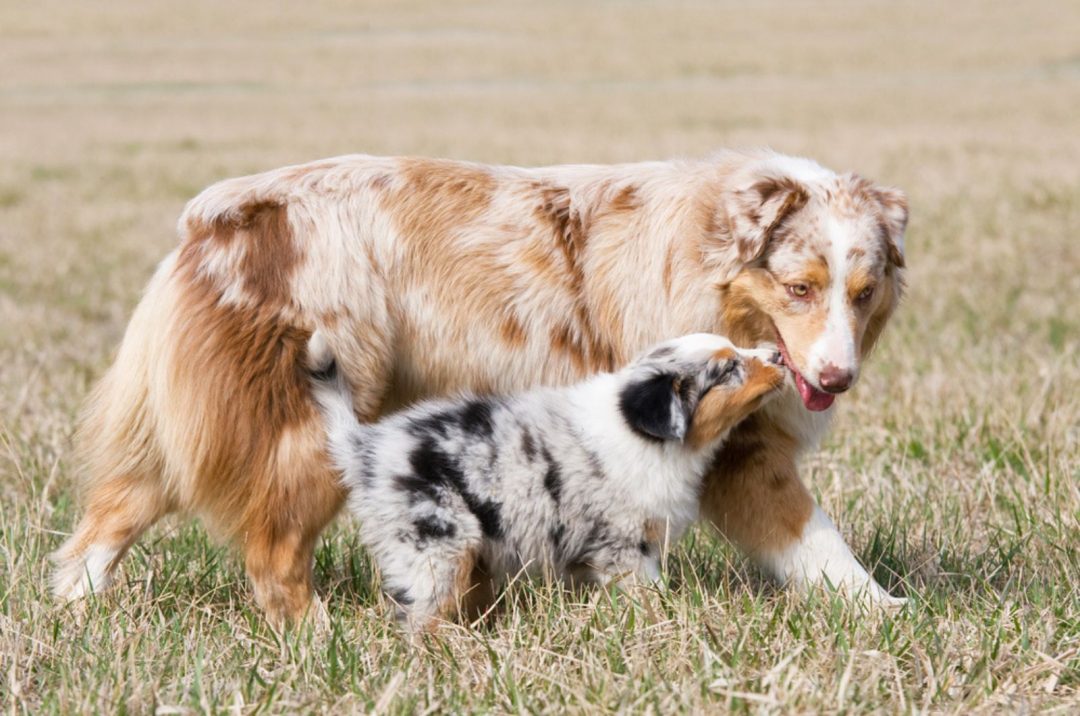 The Australian Shepherd Tail Mystery — Do They Have A Tail?
