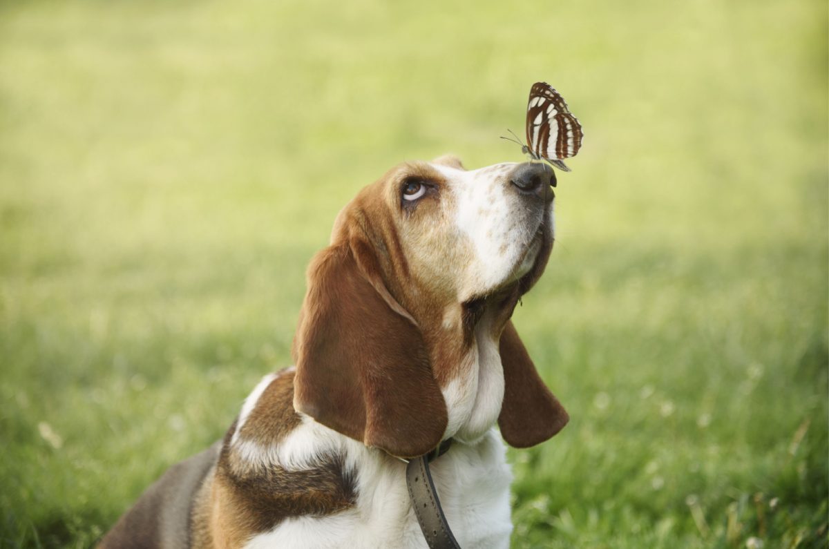 Basset Hound Growth Chart: How Big (And Long) Do They Get?