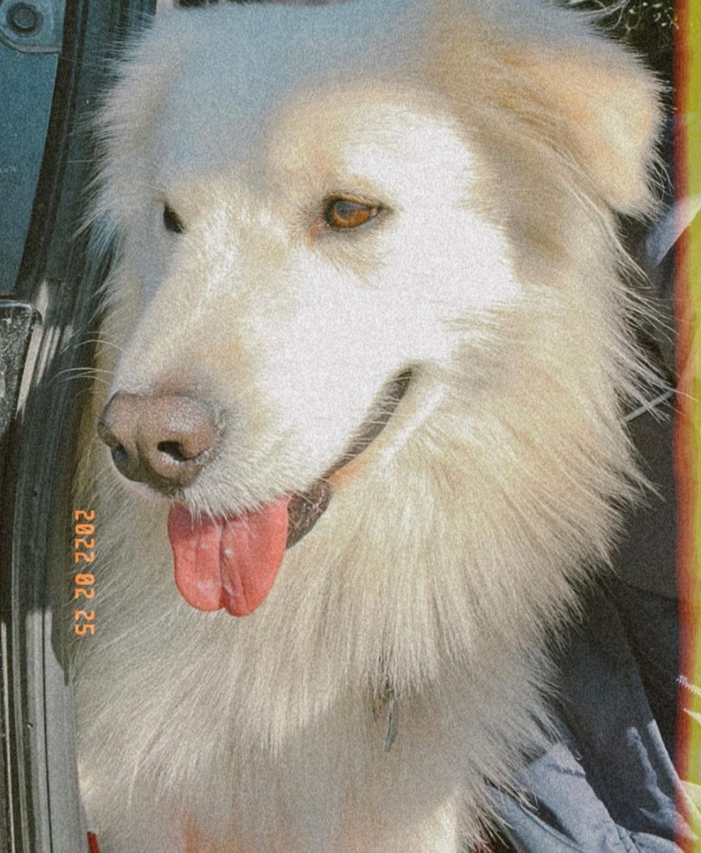 The Samoyed Golden Retriever Mix: Facts You Should Know