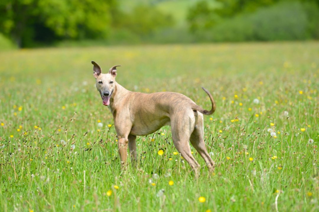 Greyhound Growth Chart: How Big Will My Greyhound Get?