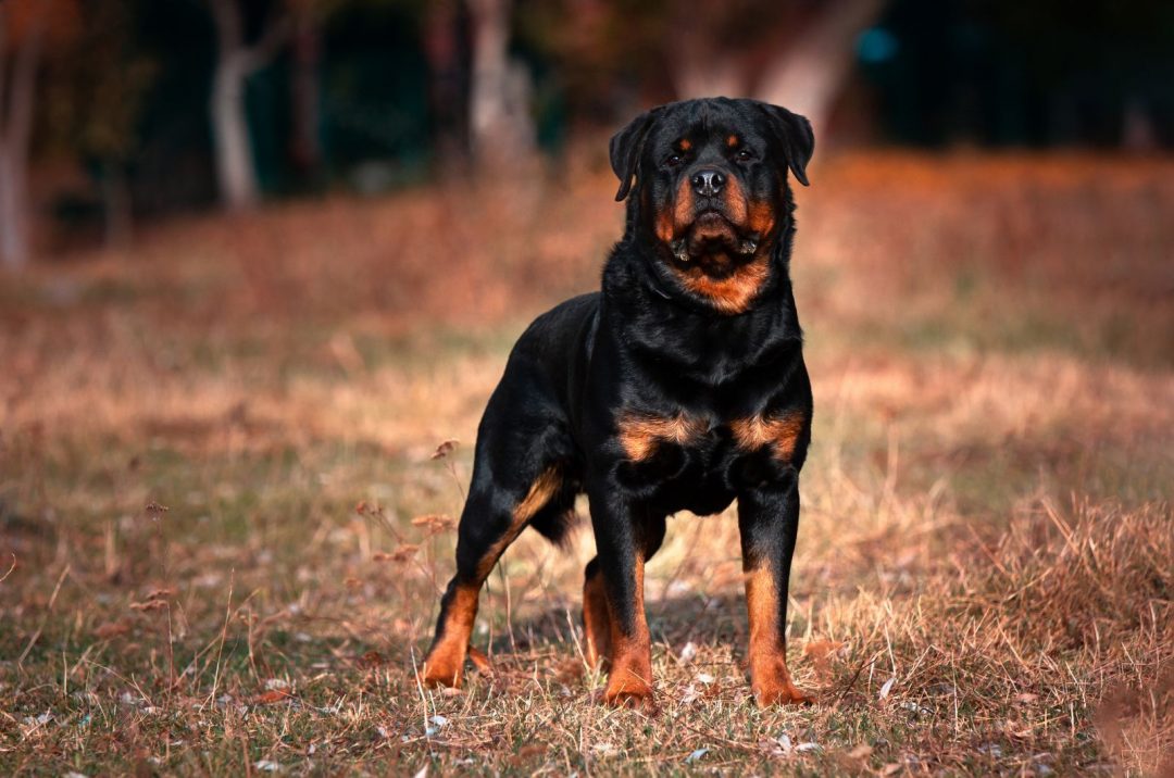 Pug Rottweiler Mix: The Charisma Is The It Factor