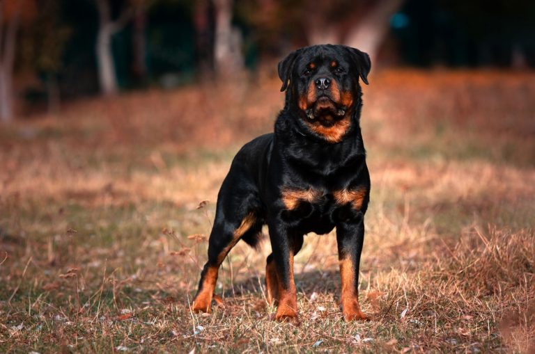 Pug Rottweiler Mix: The Charisma Is The It Factor