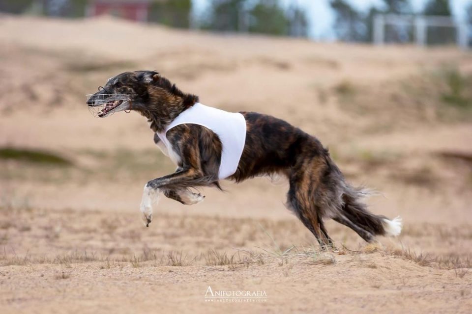 These 15 Borzoi Colors Are The Next In Fashion