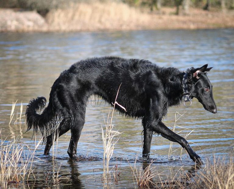 These 15 Borzoi Colors Are The Next In Fashion
