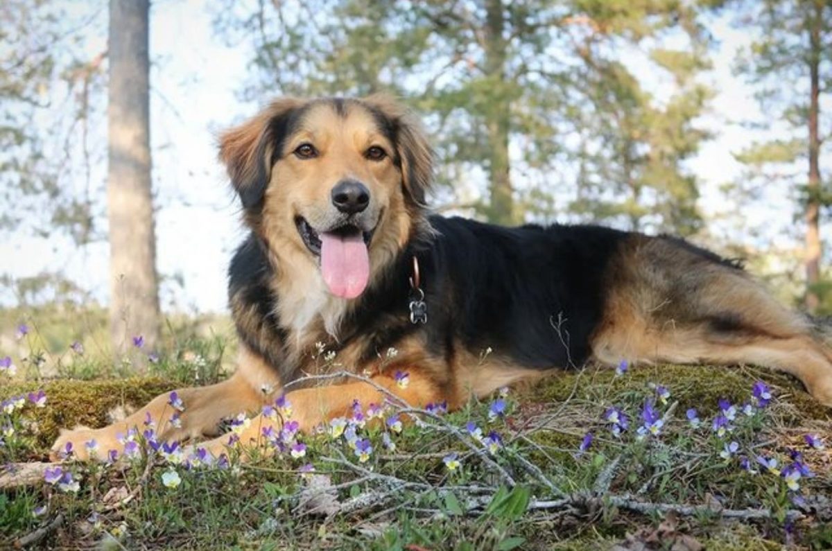 Is Border Collie Golden Retriever Mix The Best Designer Dog?