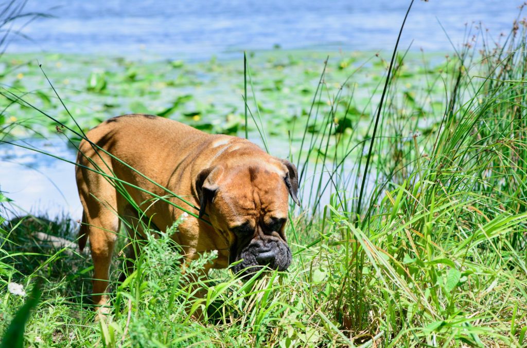 Bullmastiff Growth Chart: They're Large & They're In Charge