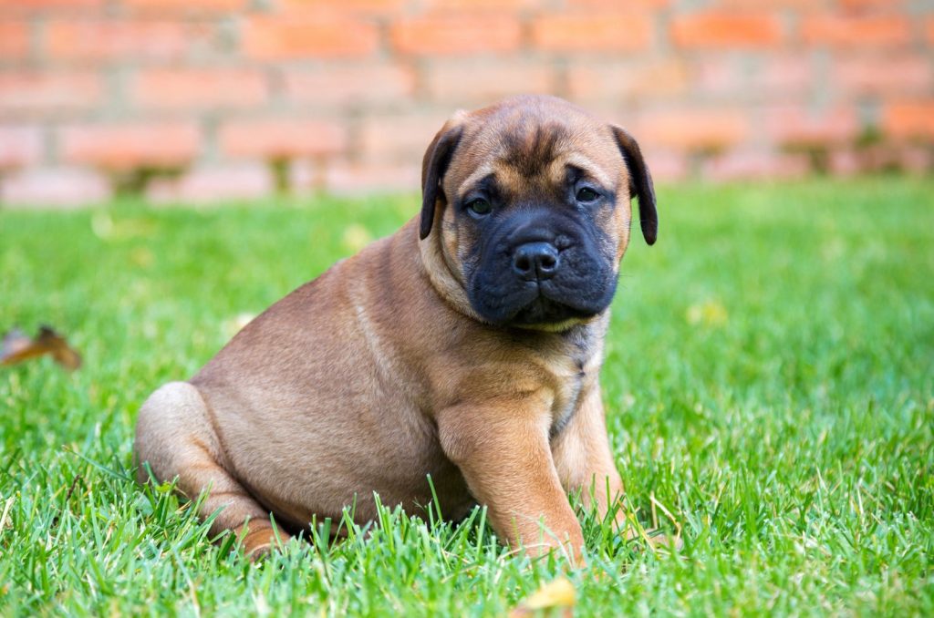 Bullmastiff Growth Chart: They're Large & They're In Charge