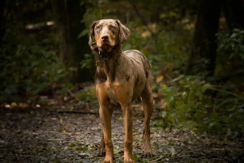 15 Reputable Catahoula Breeders You Can Trust
