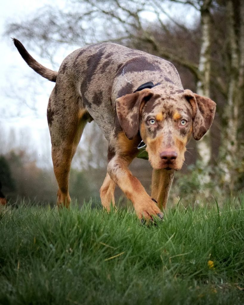 15 Reputable Catahoula Breeders You Can Trust