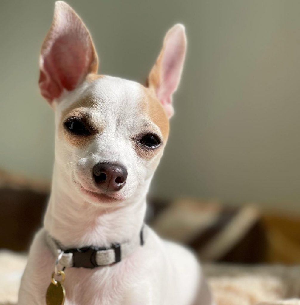 Chihuahua Italian Greyhound Mix — Small Size, Big Attitude