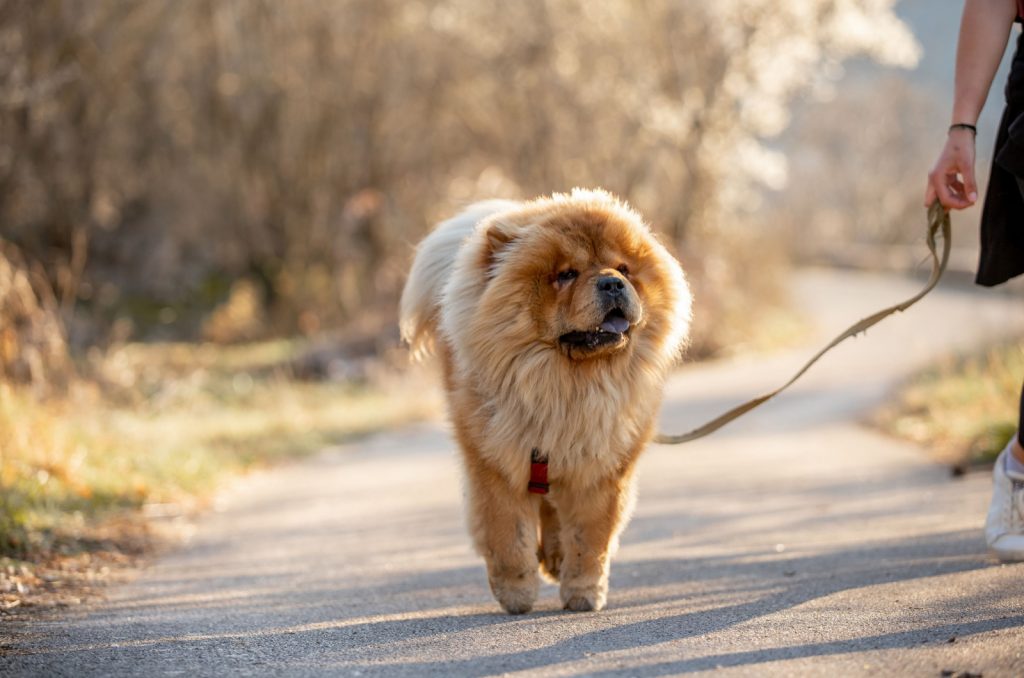 Chow Chow Puppy Feeding Chart: How Much Should He Be Fed?