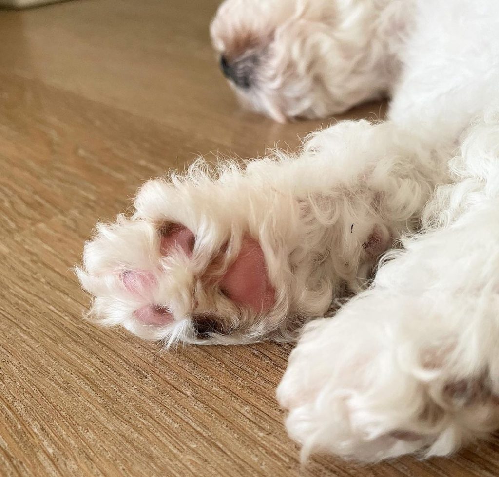 My Dogs Paws Are Pink: Is That Normal Or A Cause For Worry?