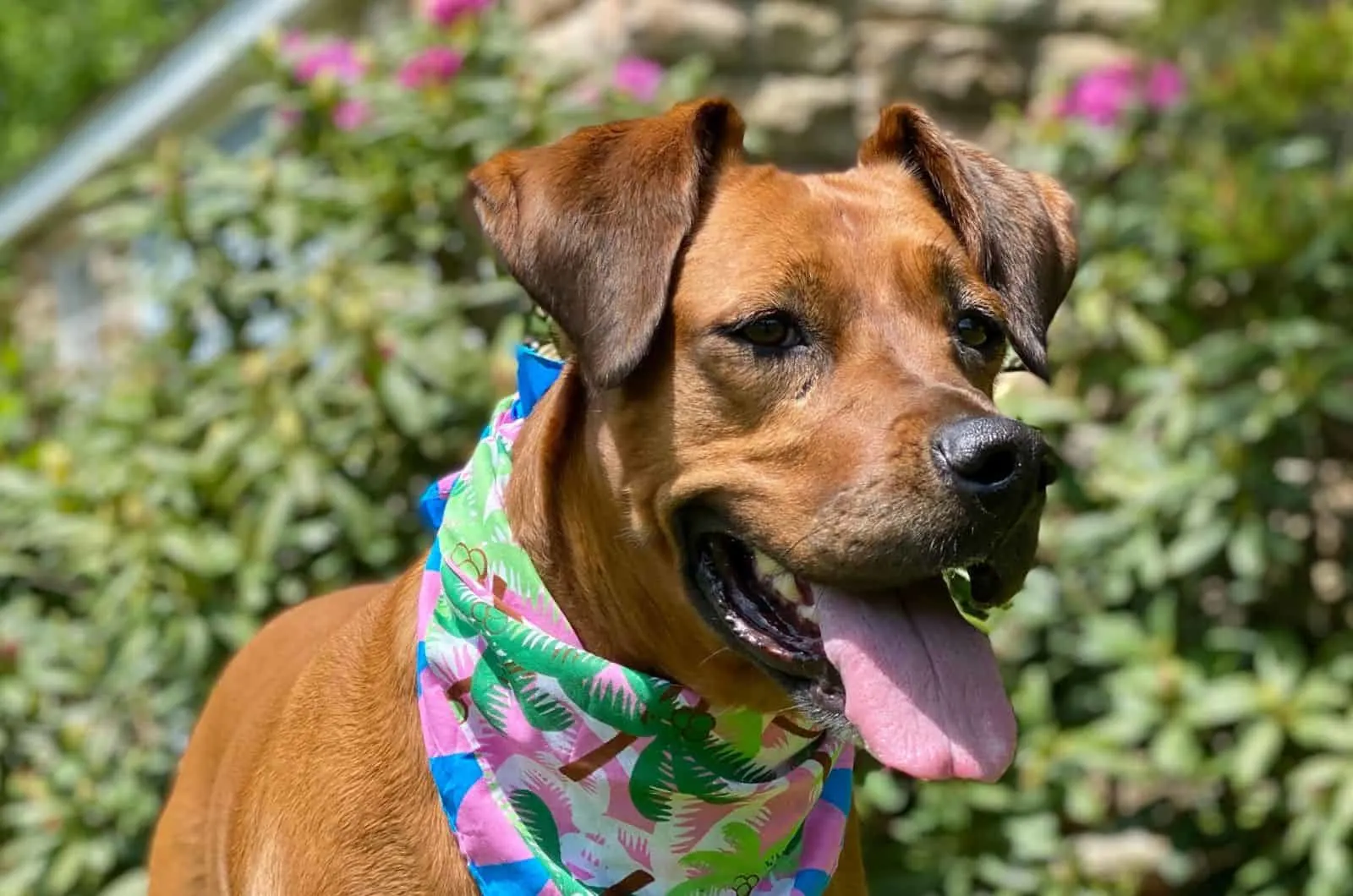 Boxer Great Dane Mix: A Goofball, Yet A Serious Guard Dog