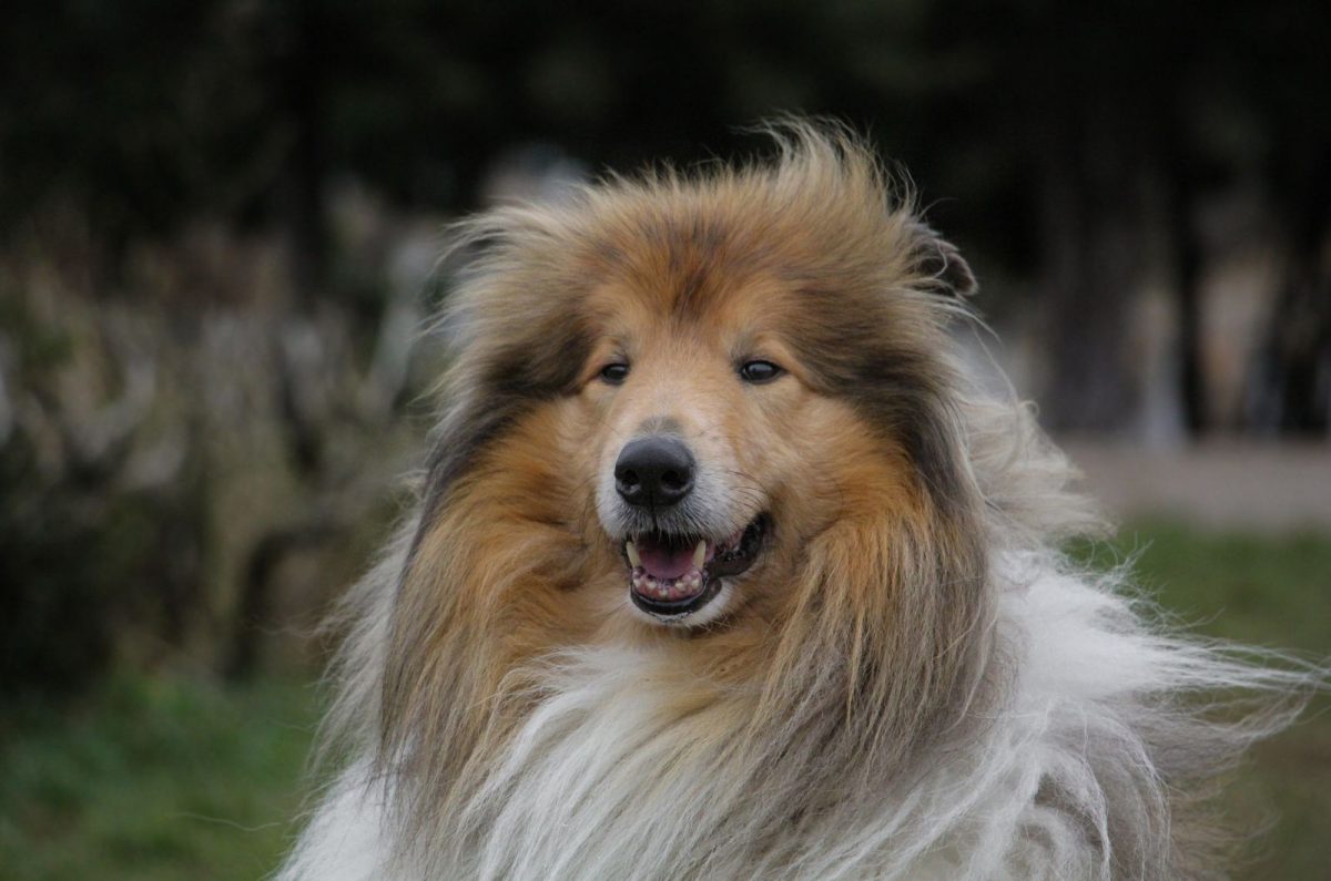 Rough Collie Growth Chart: How Big Does Lassie Get?