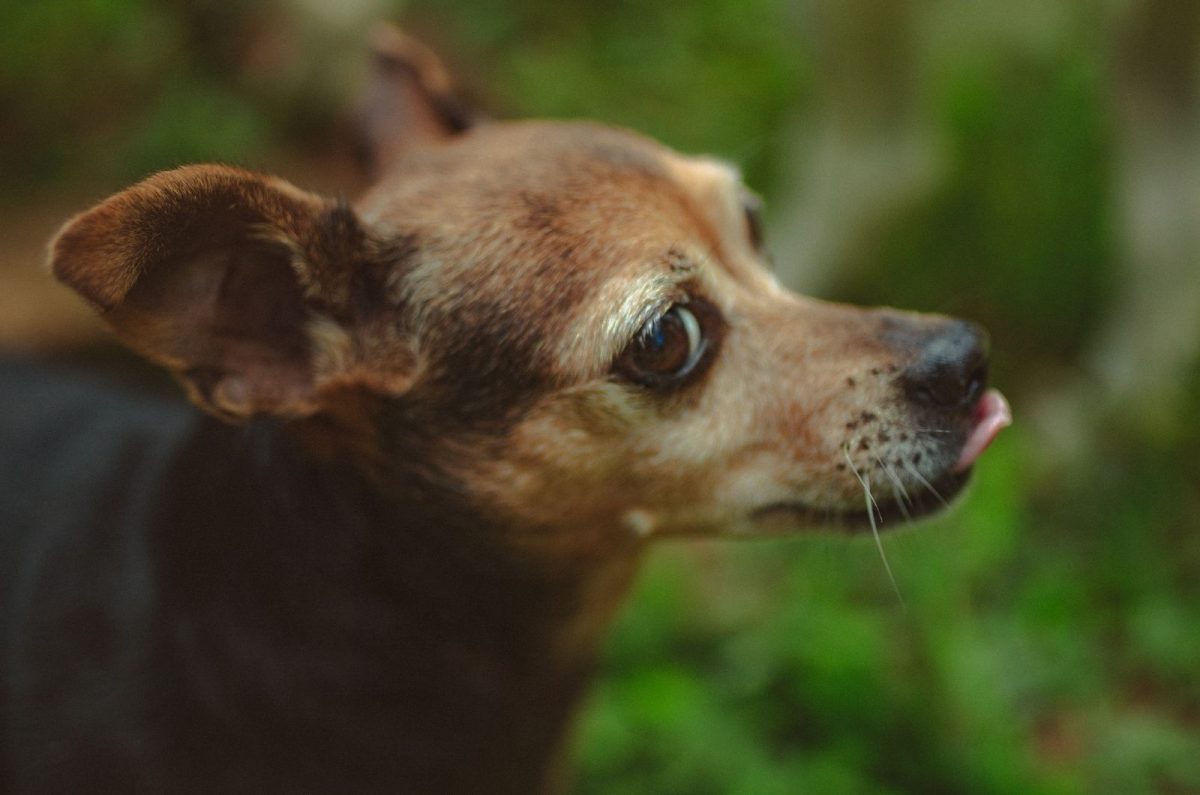 Meet The Whippet Chihuahua Mix - Chi Whip In Detail