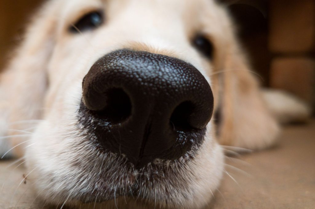 15 Home Remedies For Sneezing Dog — No More Dog Bless You