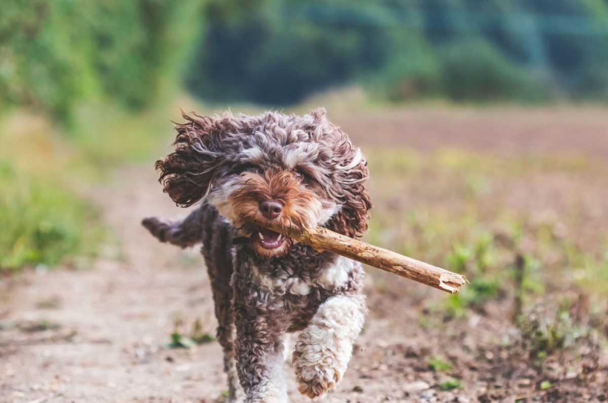 17 Best Cockapoo Breeders In The Uk