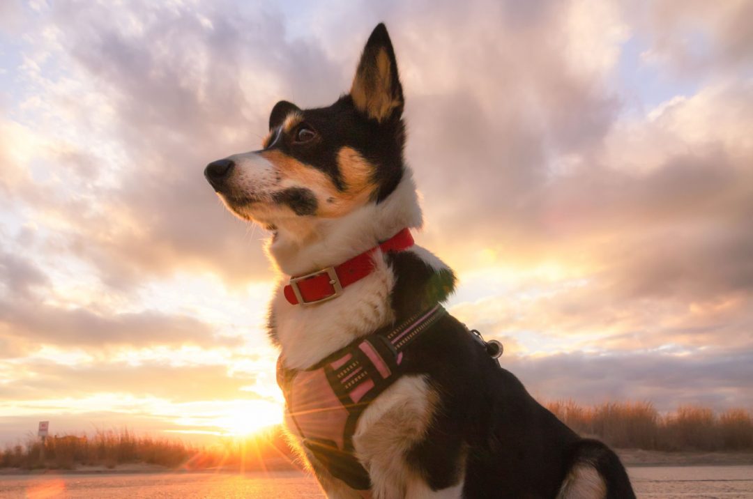 11 Best Harnesses For A Corgi You Need To Know About