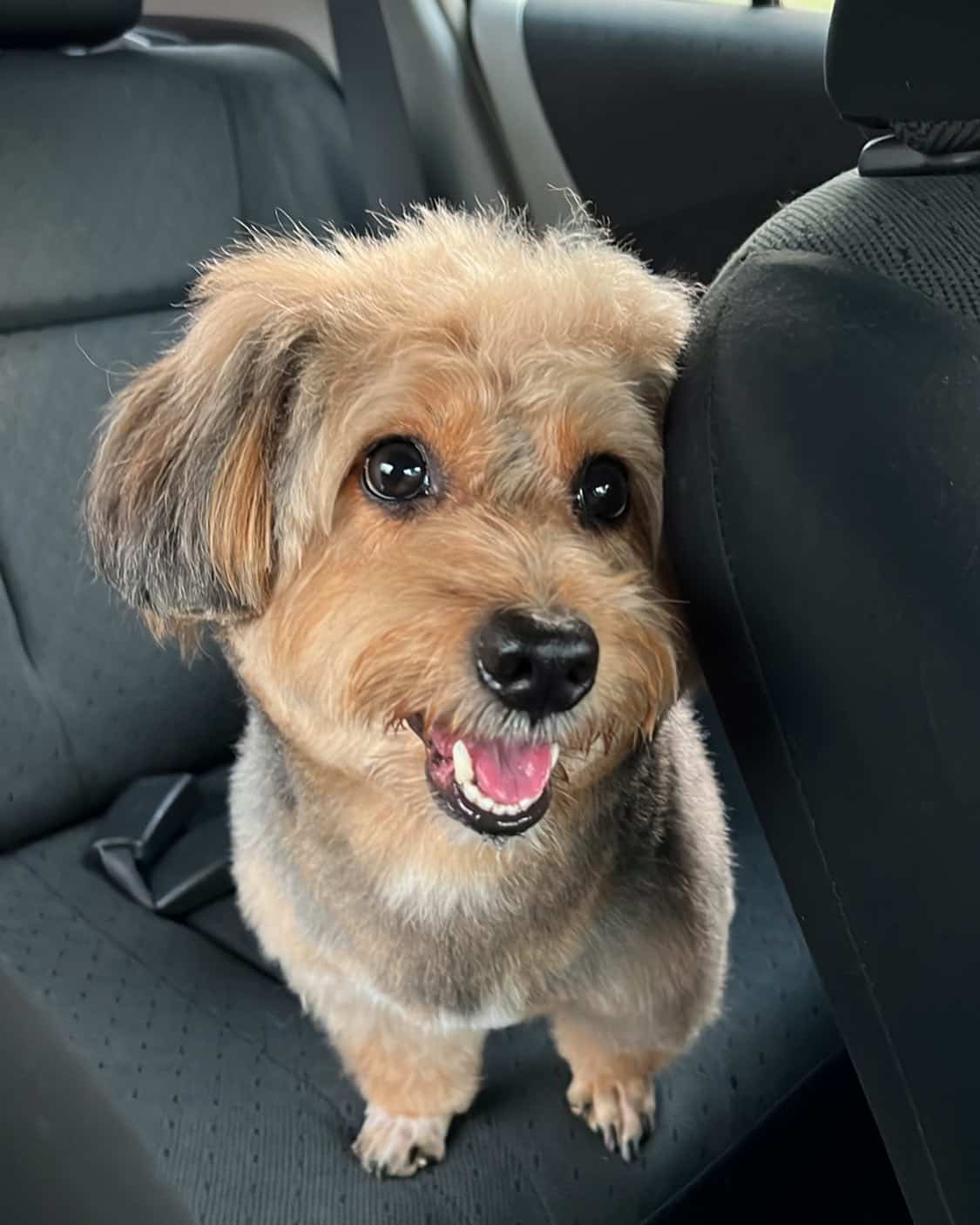 Only These 5 Corgipoo Breeders Make The Cut