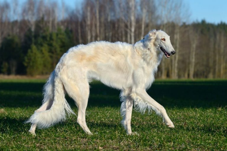 These 15 Borzoi Colors Are The Next In Fashion