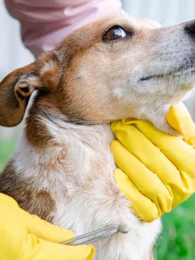 How To Get Rid Of Mites On Dogs? 5 Solutions - PupVine