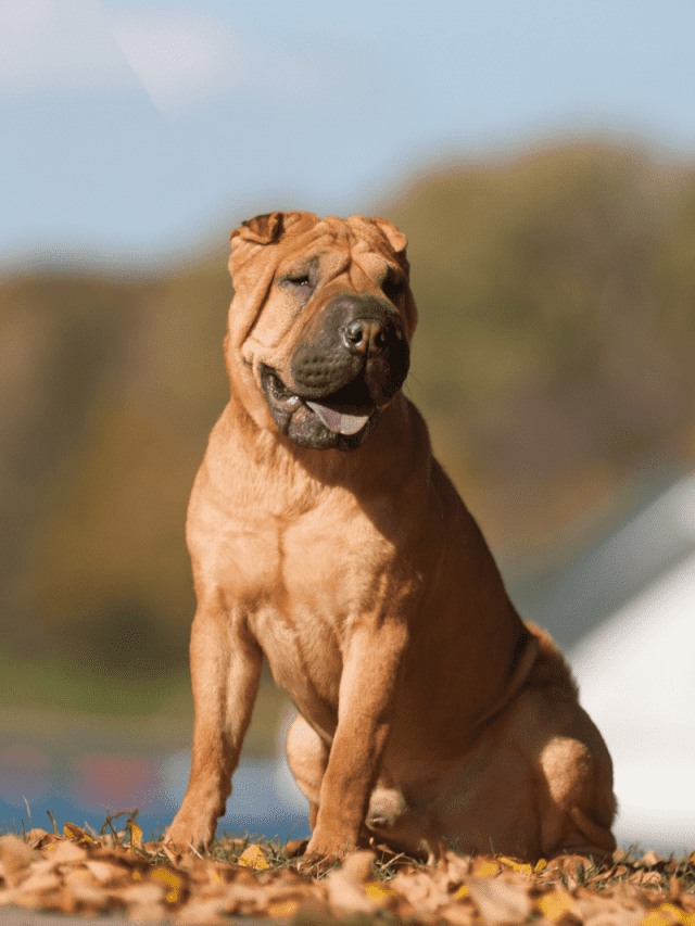 5 Things You Need To Know About The Shar-Pei Growth Chart - PupVine 5 Things You Need To Know About The Shar-Pei Growth Chart - PupVine