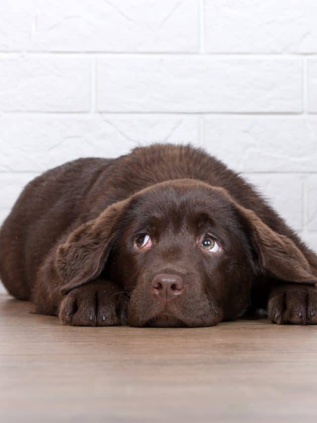 7 Reasons For Dog Side Eye And Dogs That Have Perfected It - PupVine