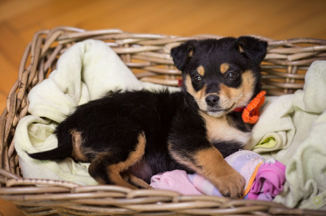 Pug Rottweiler Mix: The Charisma Is The It Factor